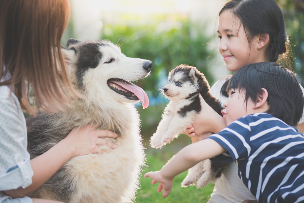 Loving Animals is Good for Our Souls - Here Is What I Know - A Blog By ...